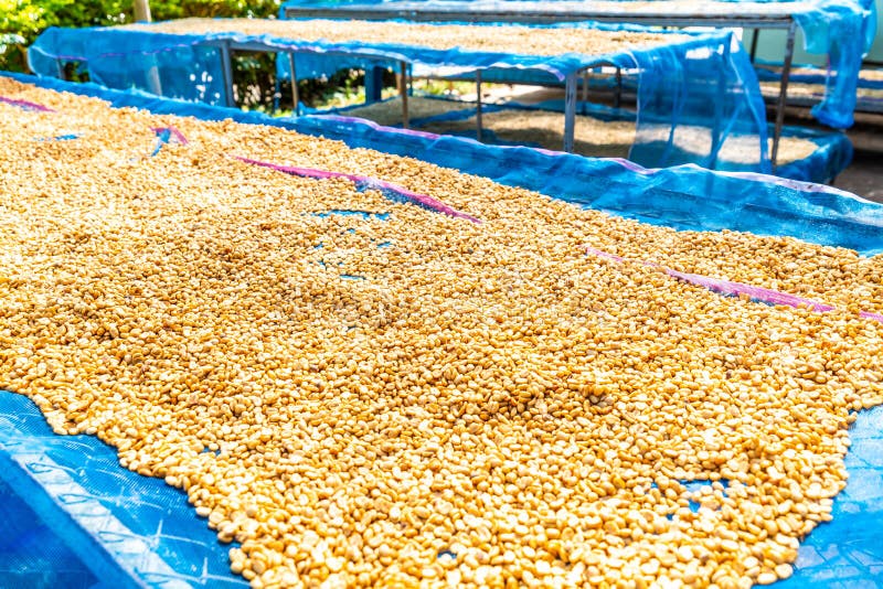 Dry Coffee Beans with Sunlight Stock Image - Image of closeup, grain ...