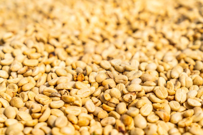 Dry Coffee Beans with Sunlight Stock Image - Image of caffeine, farm ...