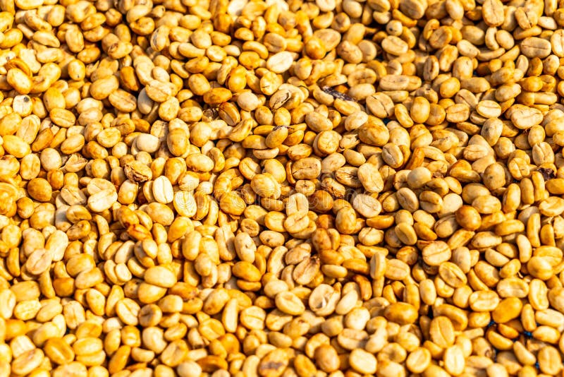 Dry Coffee Beans with Sunlight Stock Image - Image of black, nature ...