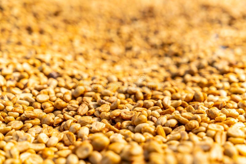 Dry Coffee Beans with Sunlight Stock Photo - Image of nature ...