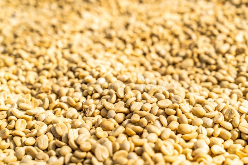 Dry Coffee Beans with Sunlight Stock Photo - Image of fruit, process ...