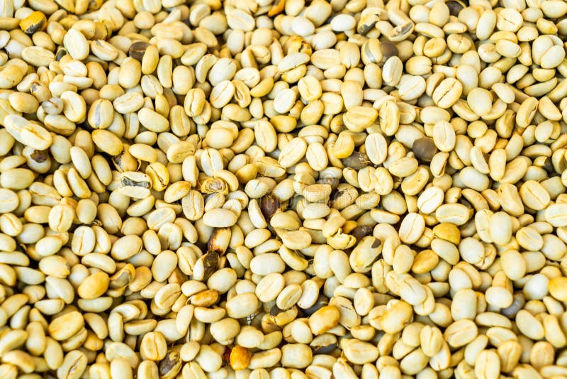 Dry Coffee Beans with Sunlight Stock Image - Image of natural, coffee ...