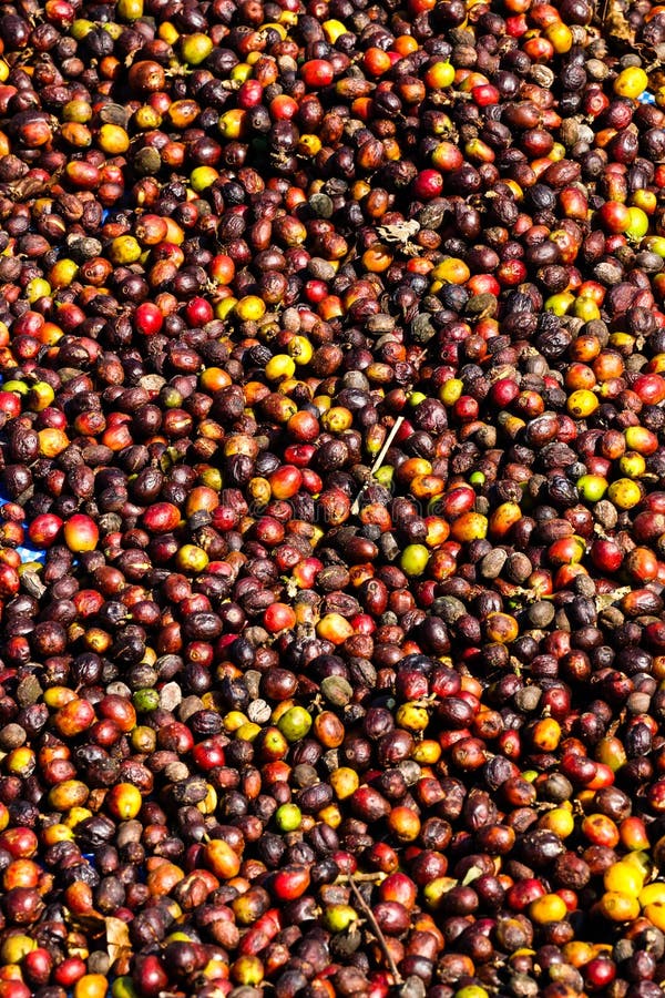 Dry coffee stock image. Image of isolated, nature, white - 36597227