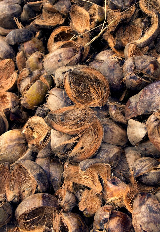 Dry coir stock photo. Image of fibre, pure, closeup, texture - 23352520