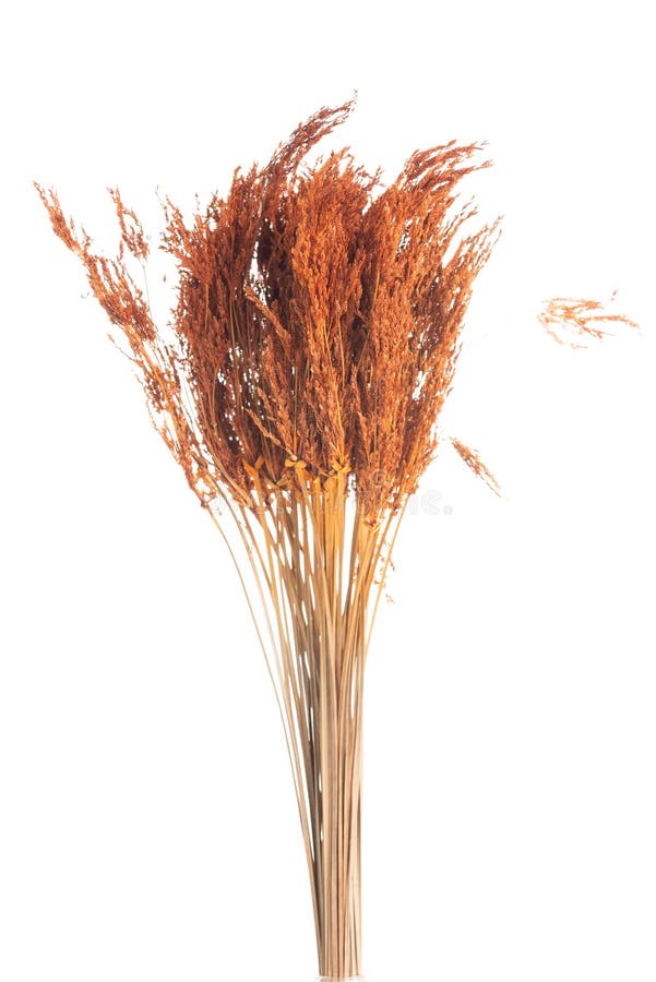 Dry Color Grass Flower for Interior Decoration Isolated on White ...