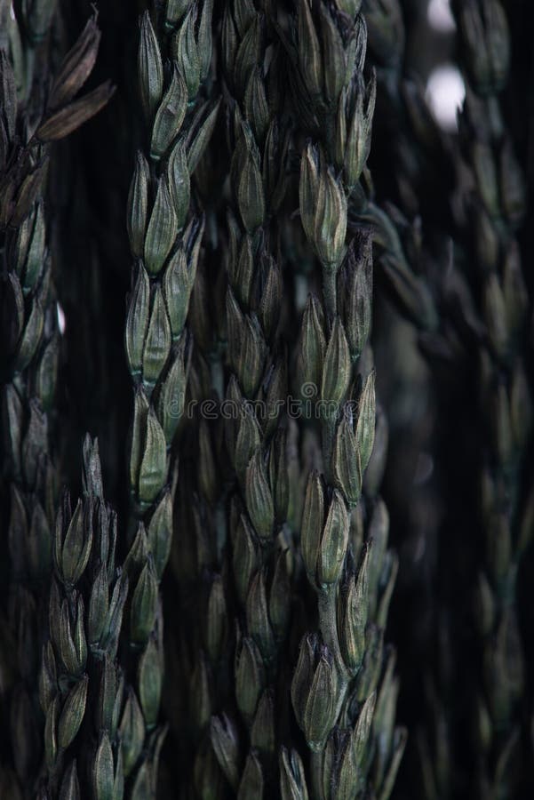 Dry Color Grass Flower for Interior Decoration on White Background ...