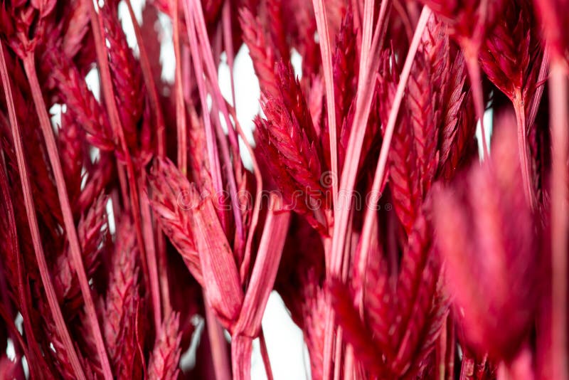 Dry Color Grass Flower for Interior Decoration on White Background ...