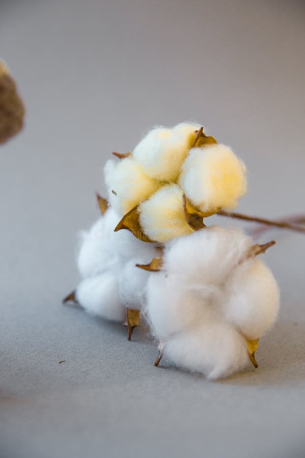 Dry colored cotton flowers stock image. Image of plant - 240656633