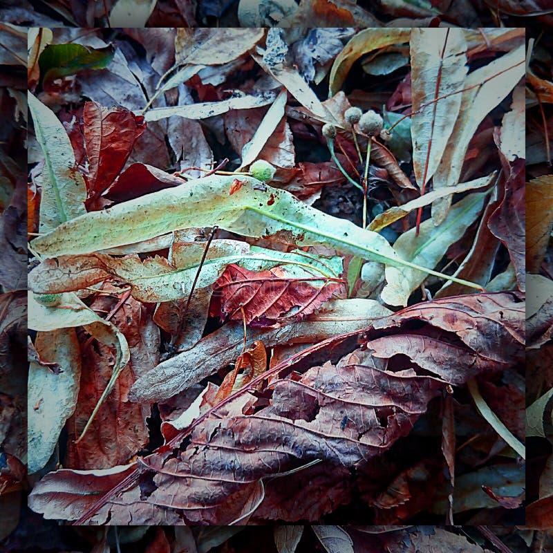 Dry Colored Leaves Nature Backgrounds Abstracts Stock Illustration ...