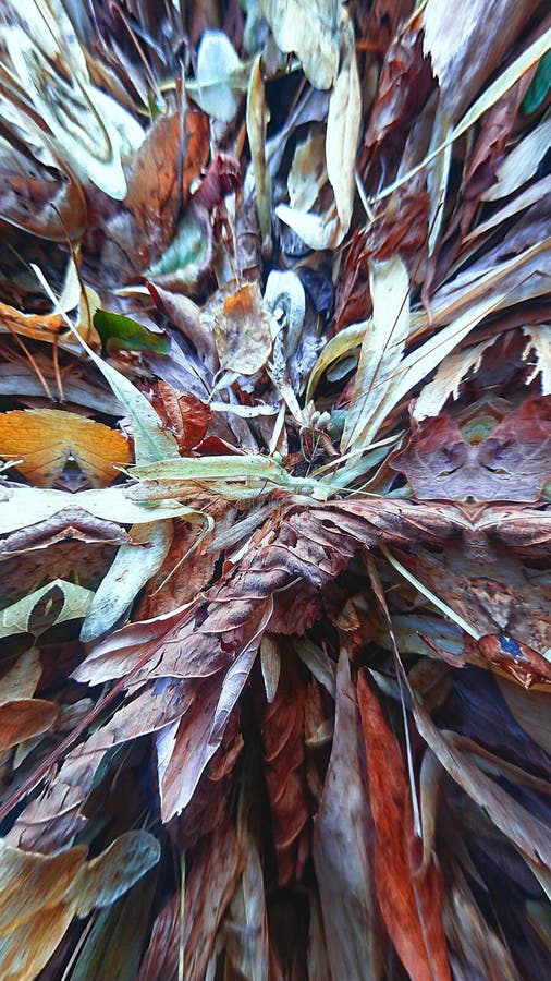 Dry Colored Leaves Nature Backgrounds Abstracts Stock Illustration ...