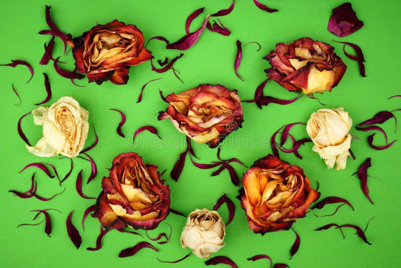Dry Colorfull Roses Stock Photos - Free & Royalty-Free Stock Photos ...