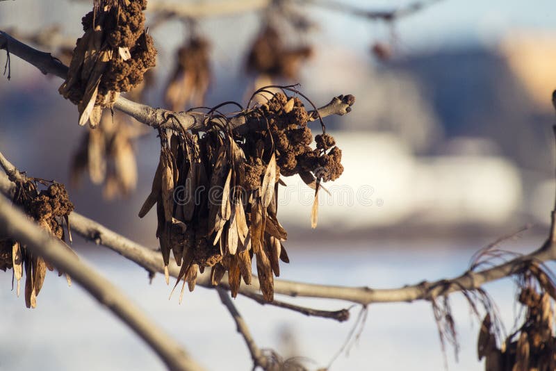 Dry common ash seeds stock photo. Image of samara, common - 108550536