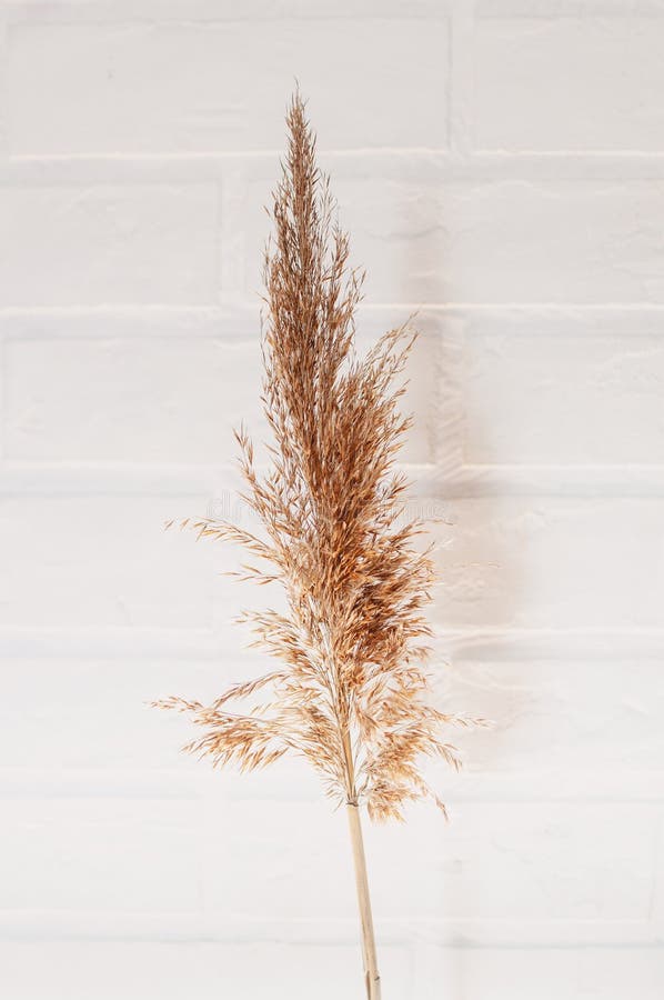 Dry Common Bulrush, on White Background Stock Photo - Image of home ...