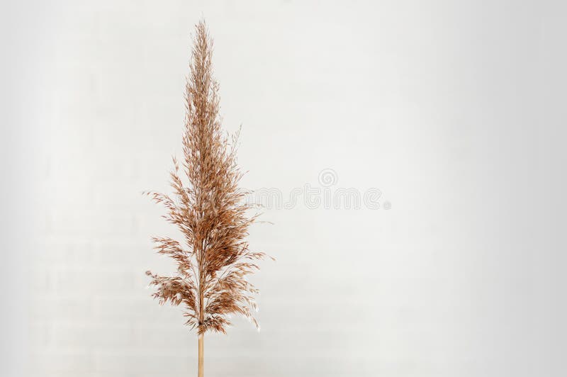 Dry Common Reed, on a White Background Stock Photo - Image of abstract ...