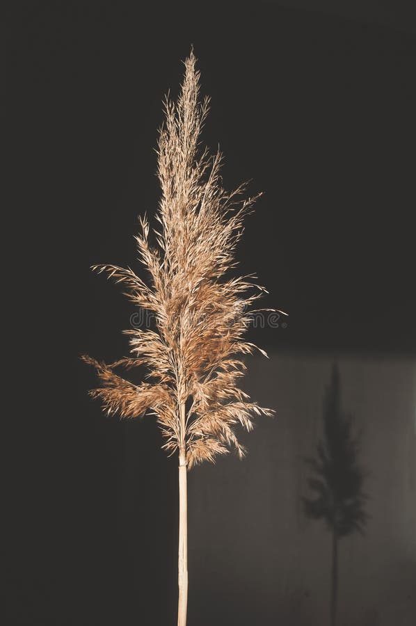Dry Common Reed, on a Black Background Stock Photo - Image of flower ...