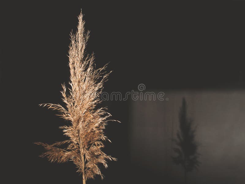Dry Common Reed, on a Black Background Stock Photo - Image of natural ...