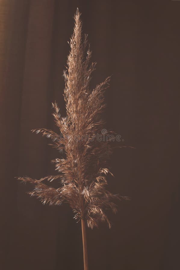 Dry Common Reed, on a Brown Background Stock Image - Image of field ...