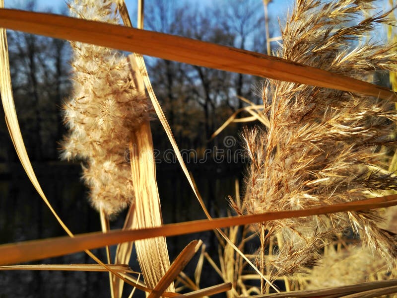 Dry Common Reed with Sharp Leaves Closeup Stock Photo - Image of light ...
