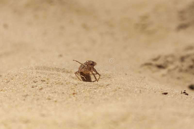 Dry Conch from Which the Dragonfly Stock Image - Image of body ...