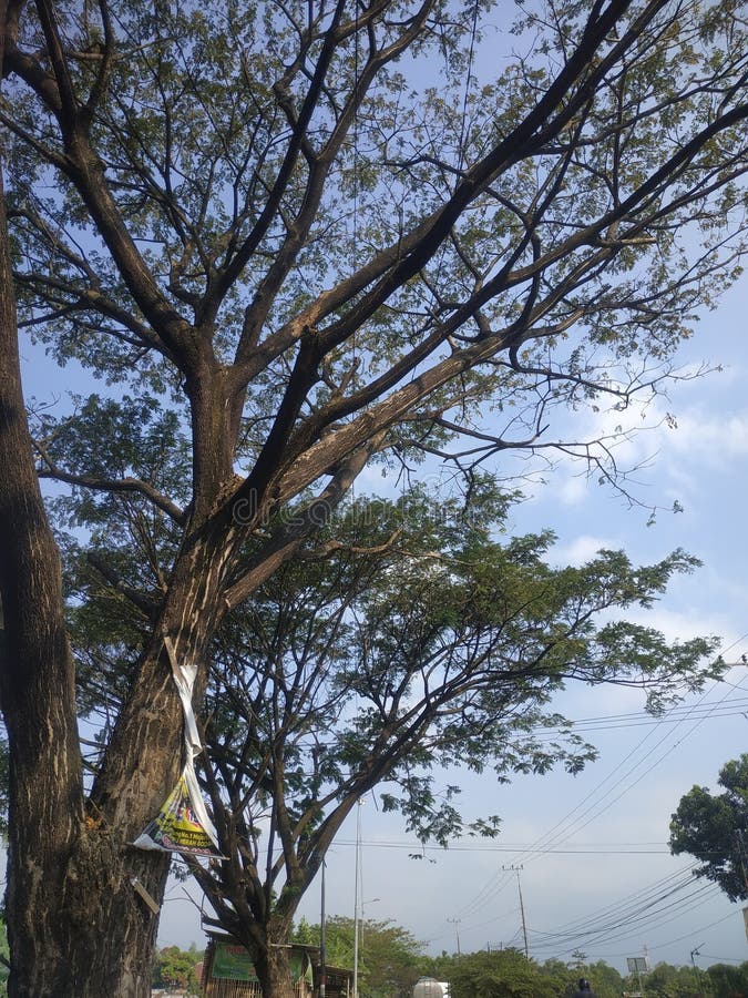The Dry Condition of the Trees in the Dry Season and the Damaged Tree ...