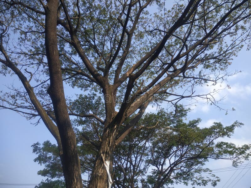 The Dry Condition of the Trees in the Dry Season and the Damaged Tree ...