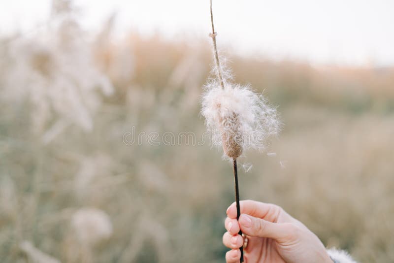 A Dry Cone of Reeds in Your Hand, the Down of Reeds Fluttering in the ...