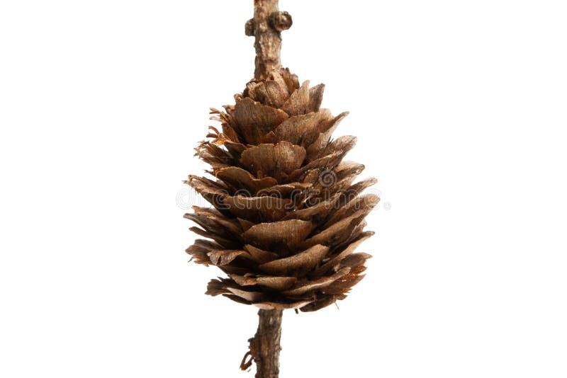 Dry cones isolated stock image. Image of plant, forest - 159145071