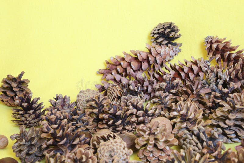 Dry Cones on a Yellow Background Stock Photo - Image of yellow ...