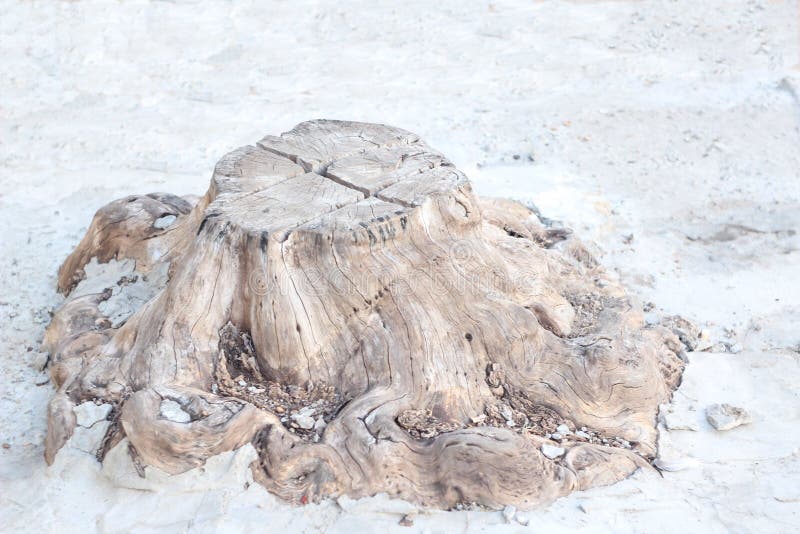 Dead tree cool stock image. Image of tree, cool, dead - 129462923