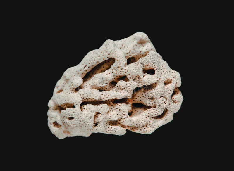Dry Coral on a Black Background Stock Image - Image of fossil, abstract ...