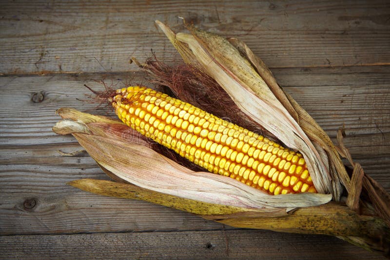 Dry corn stock image. Image of seed, popcorn, agriculture - 35349313