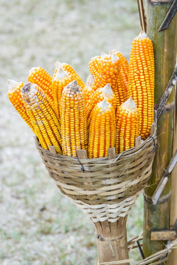 Dry corn stock photo. Image of grain, nature, group, cereal - 53494972