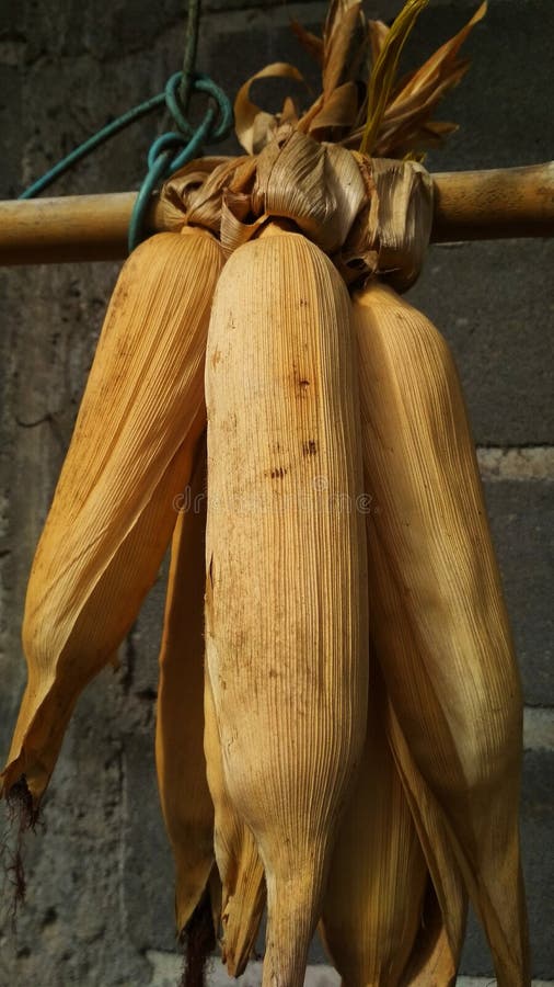 Dry corn in the bamboo stock photo. Image of flower - 185266116