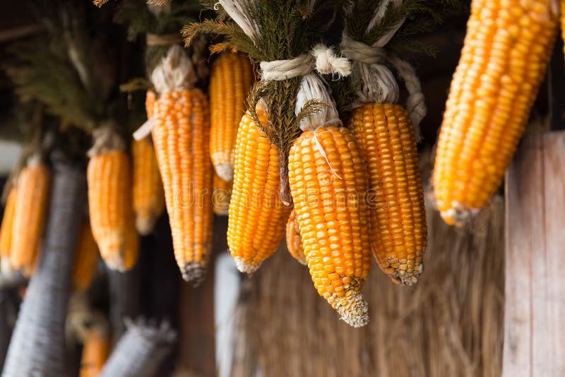 Dry corn stock photo. Image of harvesting, cereal, vegetable - 83034280