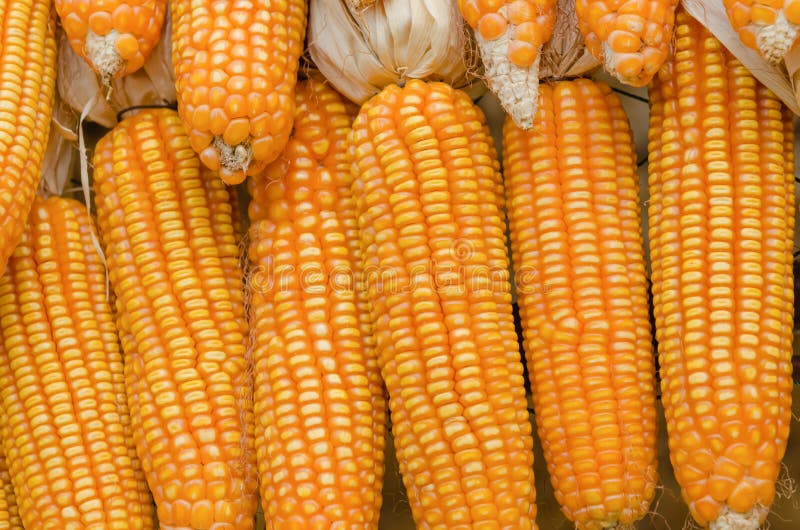 Dry corn stock photo. Image of culture, crop, yellow - 49184120