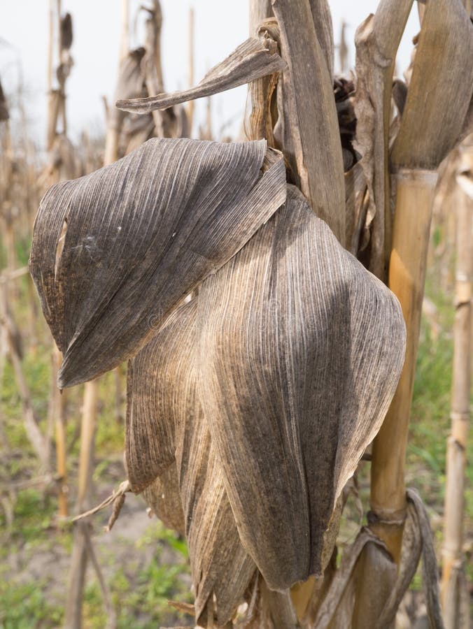Dry corn close up stock photo. Image of farming, farm - 42837538