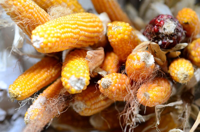 Core Corn Stock Images - Download 1,204 Royalty Free Photos