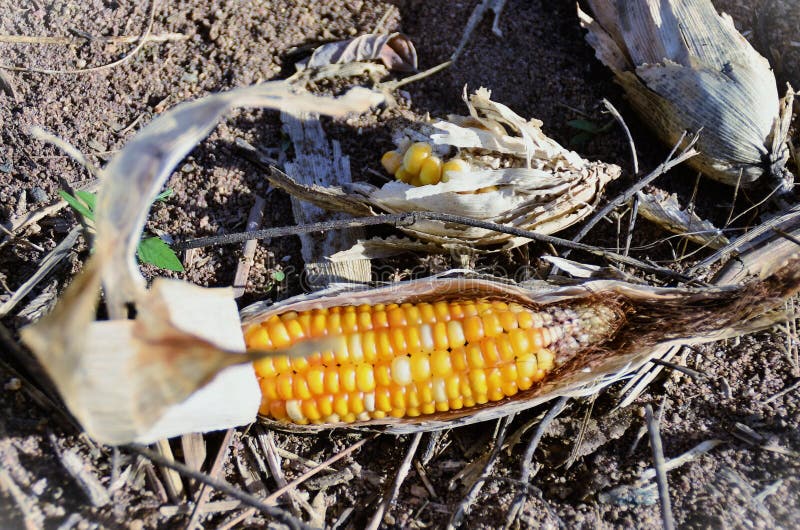 Dry Corn on the Cob on the Ground Stock Photo - Image of veganism, dish ...
