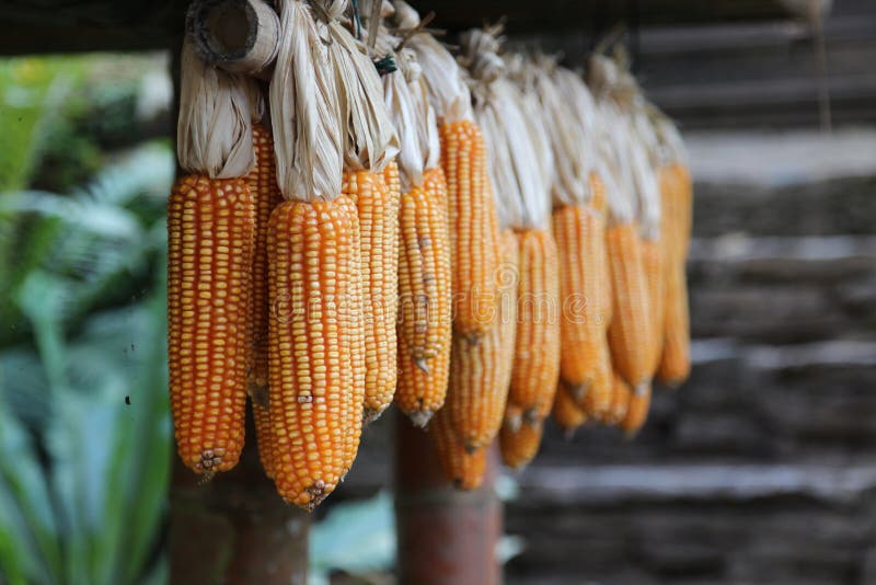 Dry corn cob stock image. Image of feed, decor, corn - 70834413