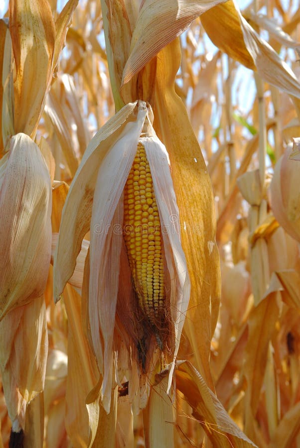 Dry corn cobs stock image. Image of dried, harvest, corncobs - 35180591