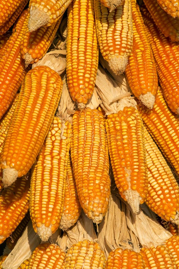 Dry corn cobs stock image. Image of season, rural, hanging - 36926593