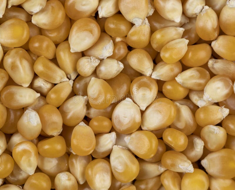 Dry Corn for Cooking and Popcorn Stock Image - Image of closeup, corn ...