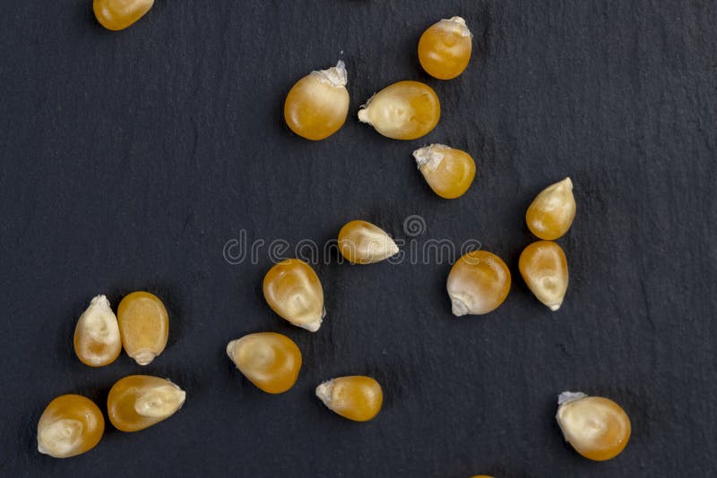 Dry Corn for Cooking and Popcorn Stock Photo - Image of preserve ...