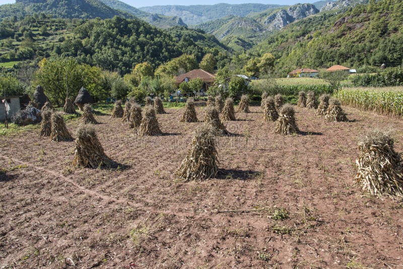 Dry corn crops stock image. Image of stem, industry, crops - 98914107