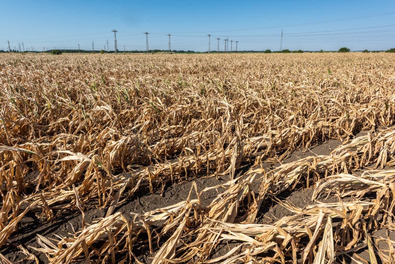 Drought-stricken Corn Crop in Hungary, EU. Stock Photo - Image of 2022 ...