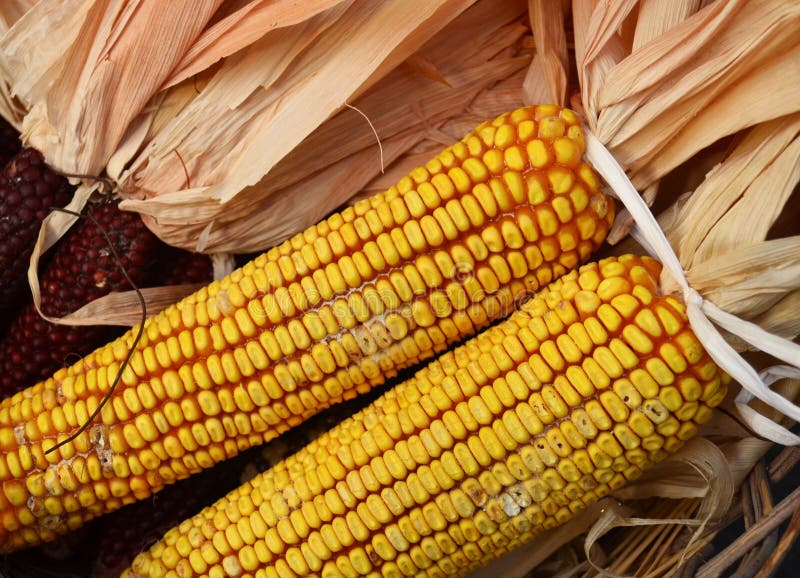 Dry Corn ear stock image. Image of plant, fresh, tasty - 58445399