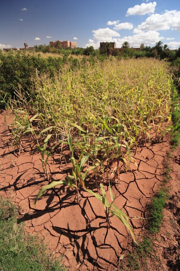 Dry Corn Field stock image. Image of land, agriculture - 19528035