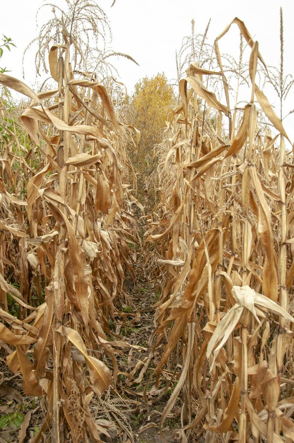 Dry Corn in the Field. Autumn. Stock Photo - Image of drought, agronomy ...