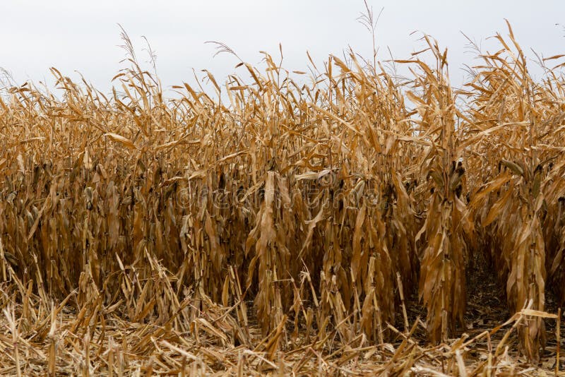 Dry Corn Field with Corn Cobs Left on the Plants in November Stock ...