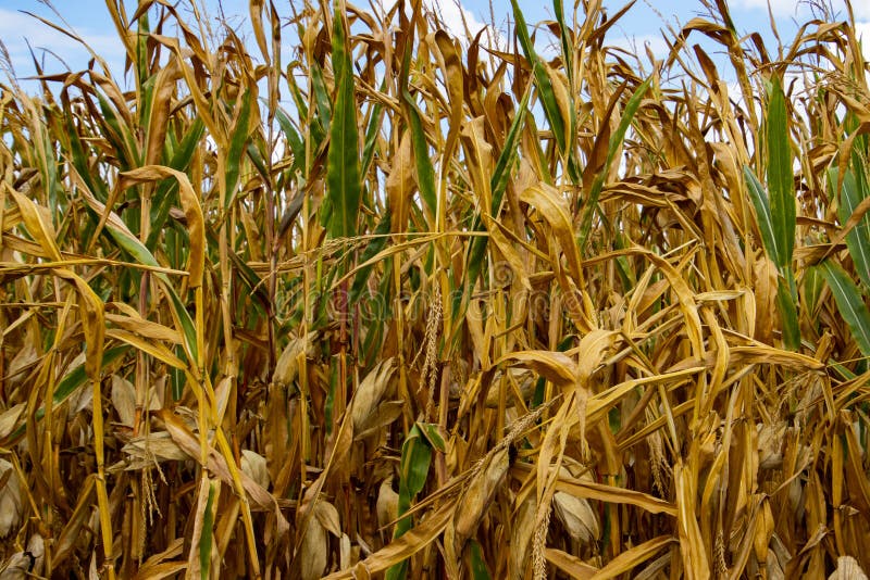 Dry Corn Field during a Drought Stock Photo - Image of field, drink ...